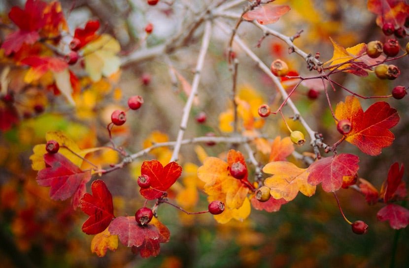 3 Amazing Berries To Help You Feel Vibrant And Energized – Loose Leaf ...